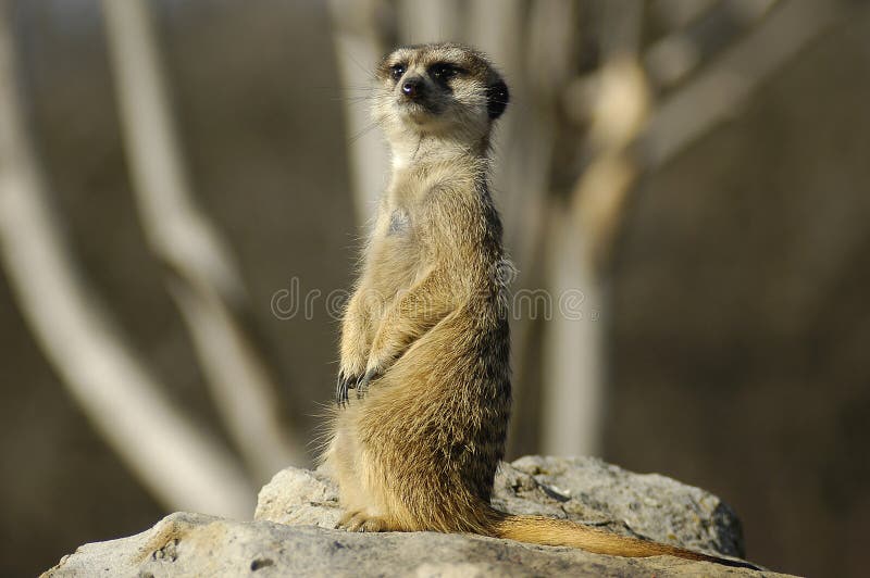 Meerkat stock photo. Image of small, rodent, safari, wild - 4440420