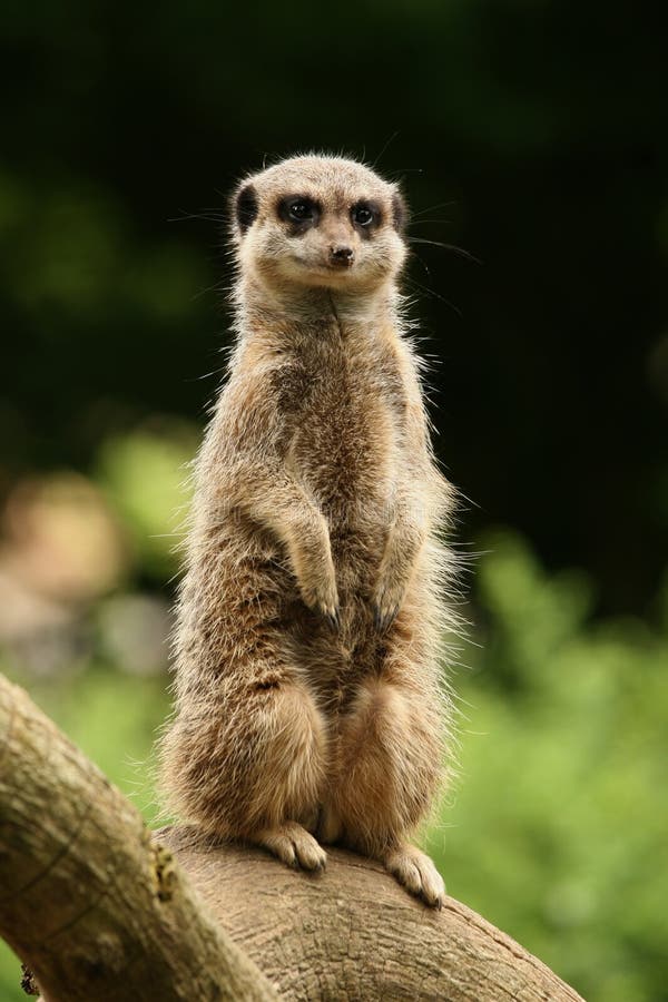 Meerkat Free Stock Photos & Pictures, Meerkat Royalty-Free and Public ...