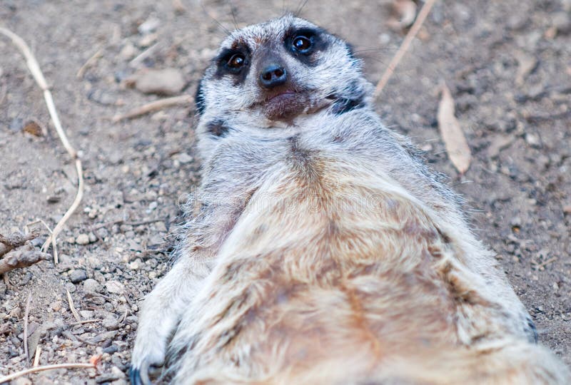 A Fat Meerkat stock photo. Image of beige, meerkat, standing - 27255558