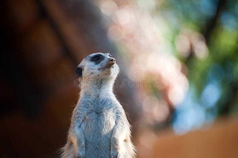 Meerkat stock image. Image of africa, brown, paws, alert - 7620167