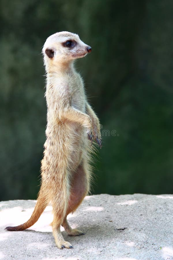 Meerkat Free Stock Photos & Pictures, Meerkat Royalty-Free and Public ...