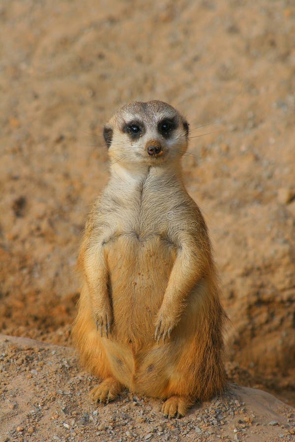 Fat and Sassy Meerkat stock image. Image of wildlife, furry - 1052943
