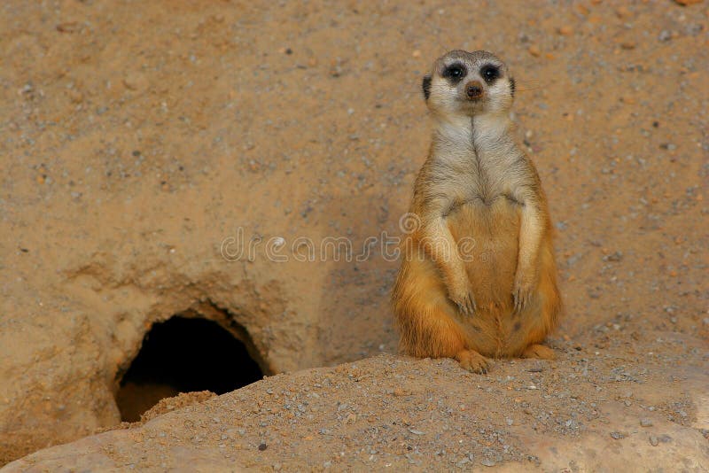 Meerkat in hole stock photo. Image of wild, meerkat, hide - 1589000
