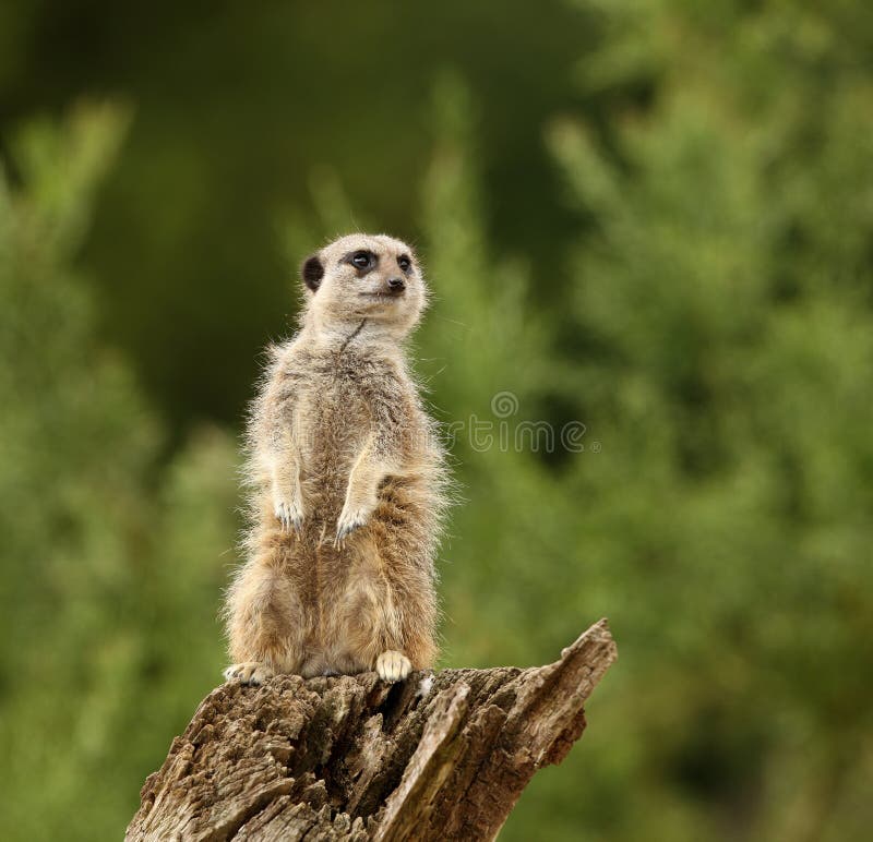 Meerkat Free Stock Photos & Pictures, Meerkat Royalty-Free and Public ...