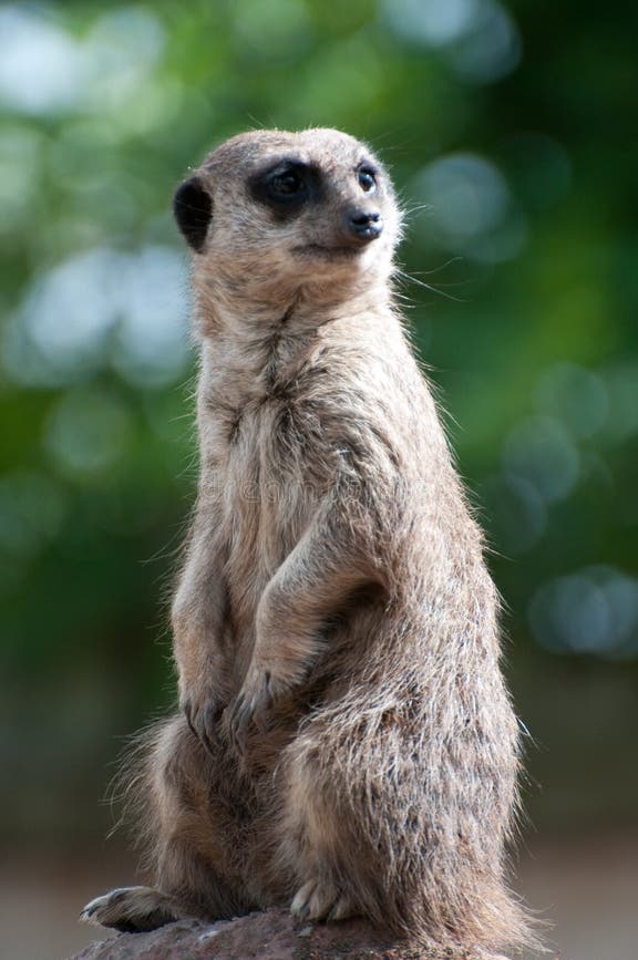163 Meerkat Smiling Stock Photos - Free & Royalty-Free Stock Photos ...