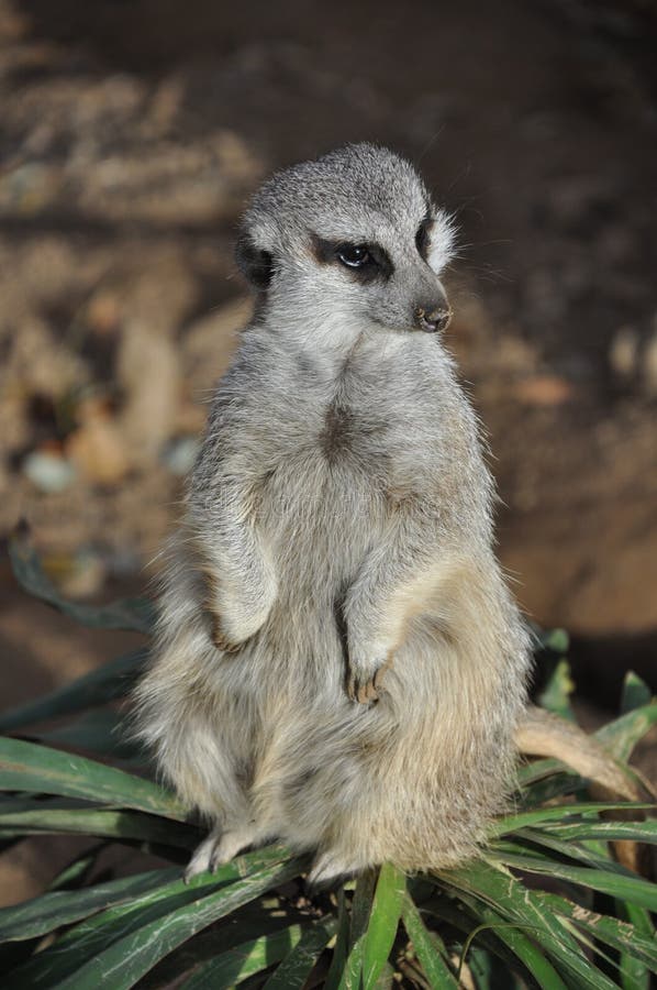 Meerkat on Alert stock photo. Image of looking, like - 68243082