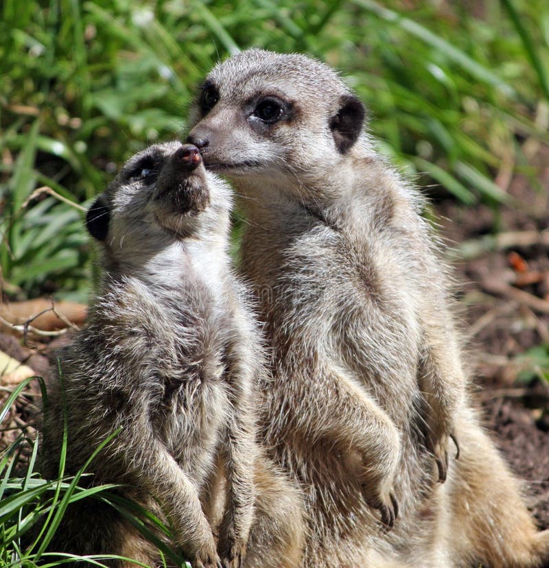 Free Animals (Wildlife) pictures, photos & images - Royalty-Free and ...