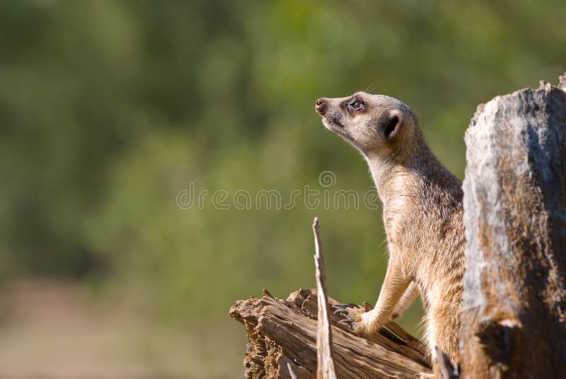 Meerkat animal on guard stock photo. Image of lookout - 4205834