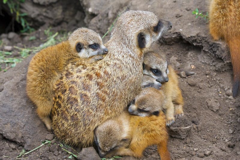Meerkat babies stock photo. Image of south, baby, eyes - 28869976