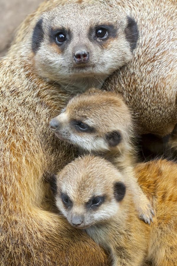 Meerkat babies stock photo. Image of baby, suricatta - 32344584