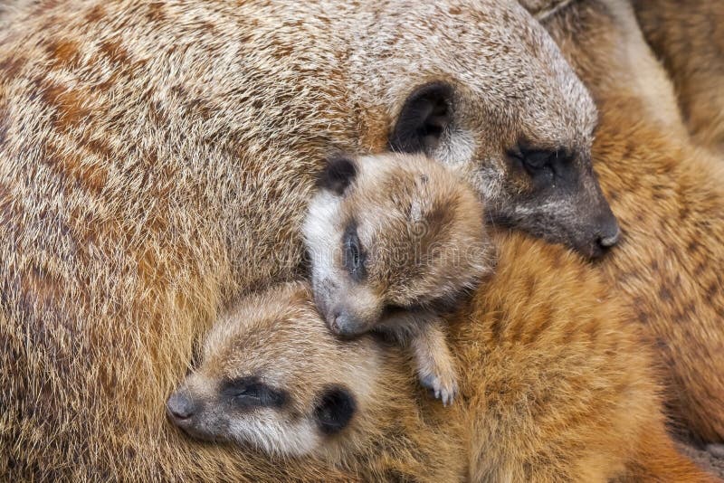 Meerkat babies stock image. Image of suricata, baby, offpsring - 32344527