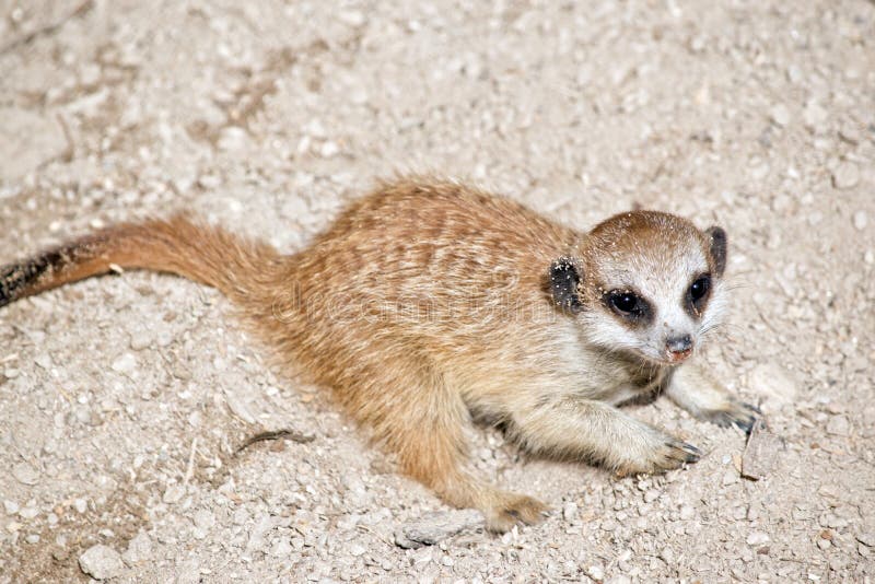 A meerkat baby stock image. Image of nursing, outside - 134428209