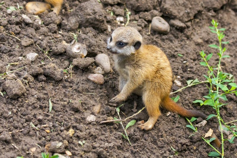 Baby Meerkat (Suricata Suricatta) Stock Image - Image of mammal ...