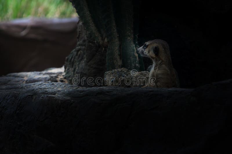 The meerkat stock photo. Image of small, head, natural - 125750536