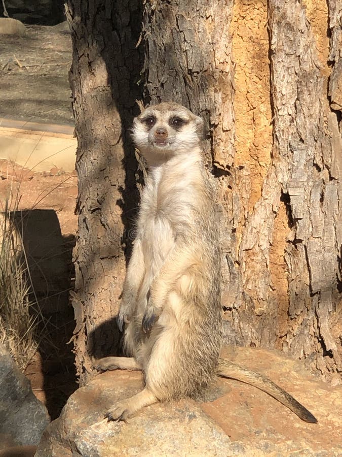 Meerkat Chilling stock photo. Image of carnivore, trunk - 367109886