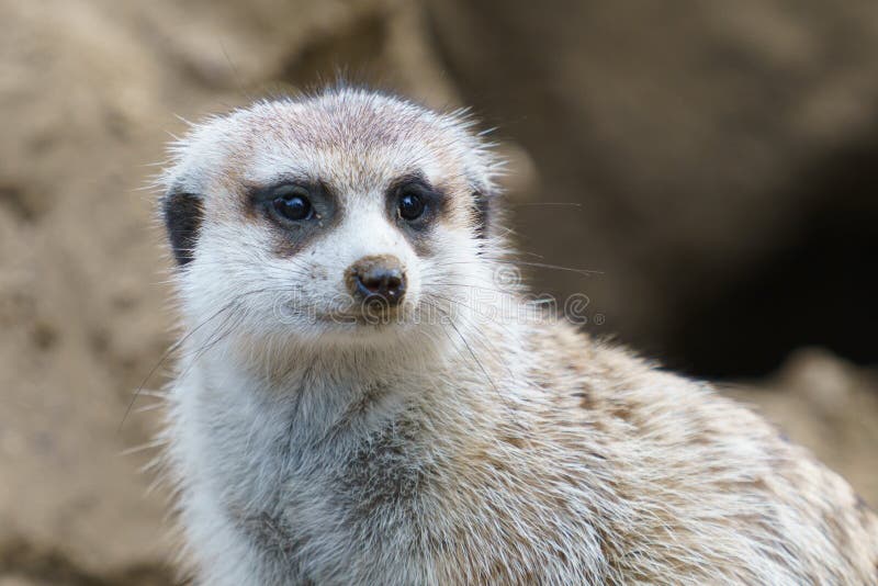 Meerkat Face stock photo. Image of brown, pensive, look - 82008306