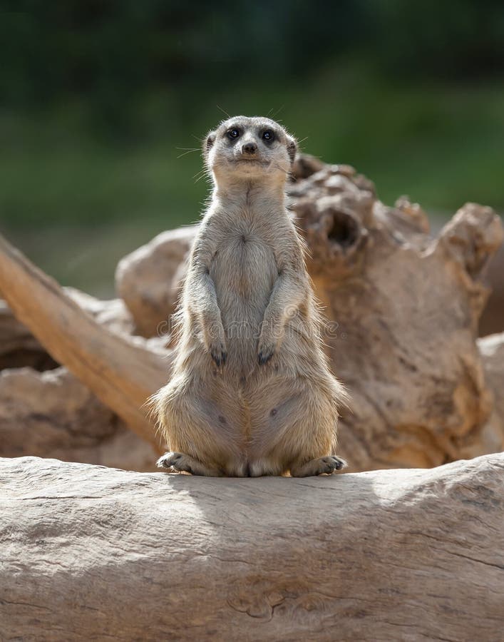 Meerkat stock photo. Image of beige, critter, claws, grey - 35810388