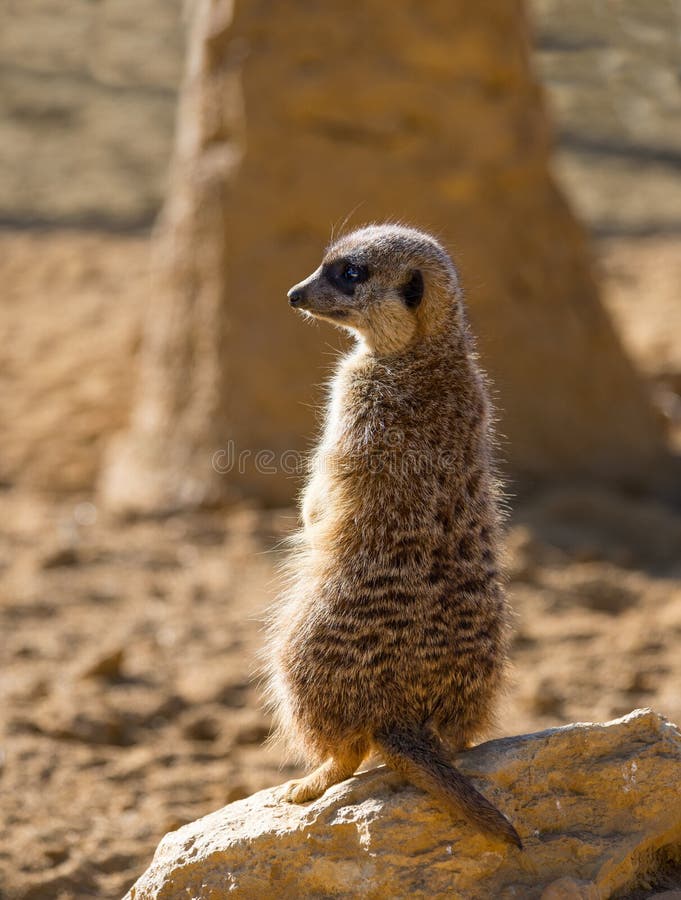 Meerkat stock image. Image of suricate, claws, alert - 50691863