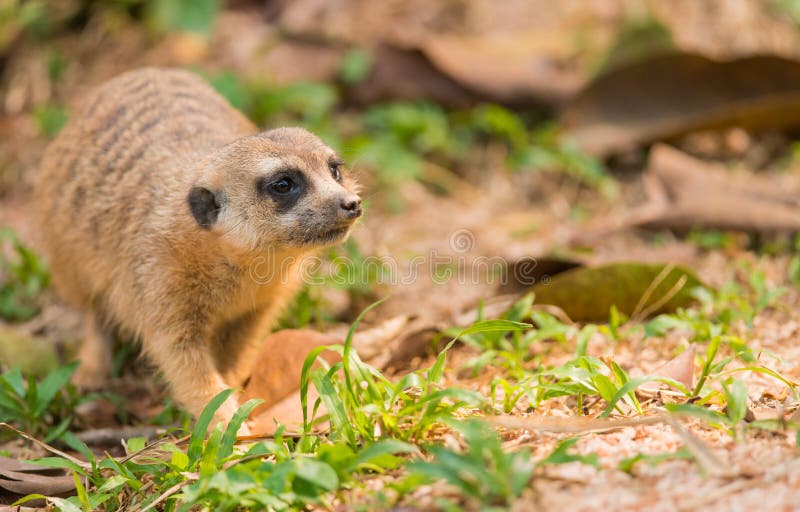 A Fat Meerkat stock photo. Image of beige, meerkat, standing - 27255558