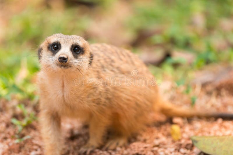 A Fat Meerkat stock photo. Image of beige, meerkat, standing - 27255558