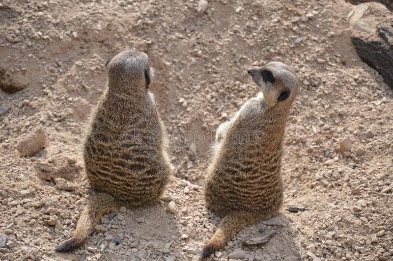 Meerkat couple stock image. Image of dramatic, bush, travel - 83439151
