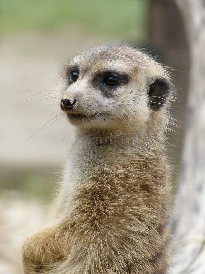 Meerkat stock image. Image of cute, nature, mammal, animal - 106585235