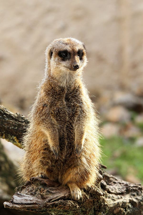 Meerkat stock photo. Image of animal, meerkat, guarding - 30066408