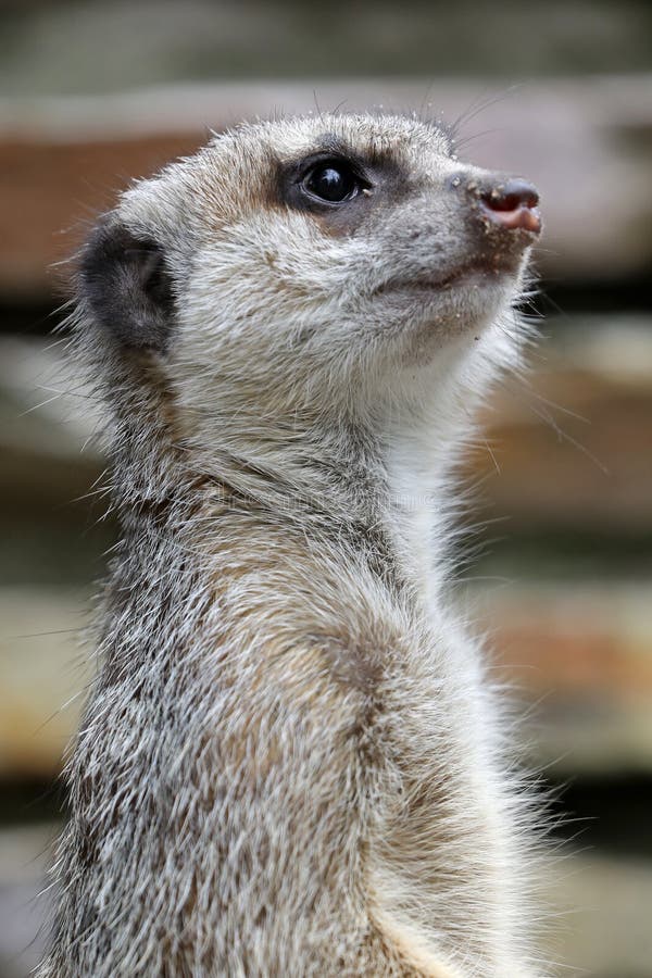 Meerkat stock image. Image of cute, wildlife, watch - 120472077