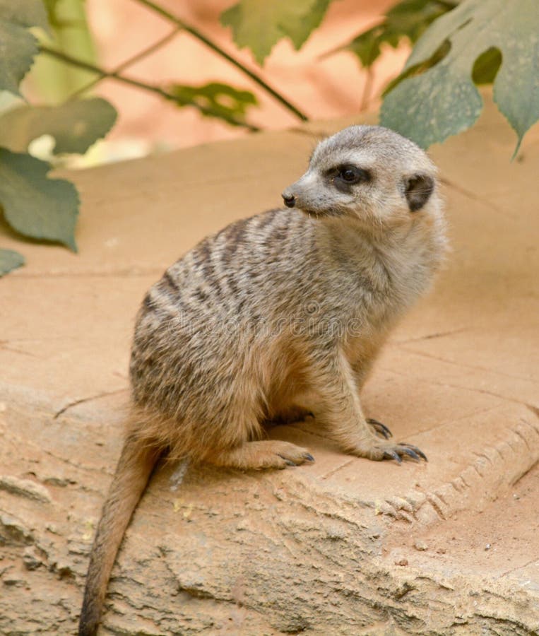 Foraging meerkat stock photo. Image of meerkat, south - 23409340