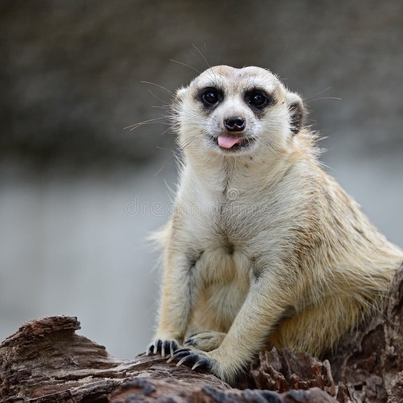 Meerkat stock photo. Image of snout, wild, small, watchful - 33567276