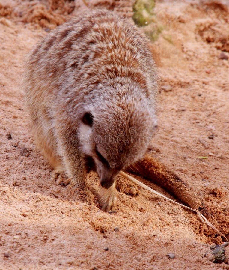 Meerkat digging stock photo. Image of guard, meerkat - 12498926