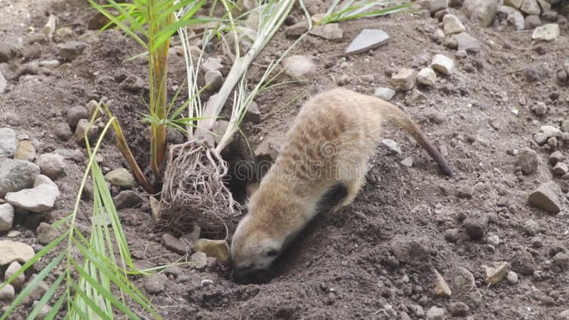 A Meerkat Digging in the Dirt Stock Video - Video of mammal, coyote ...