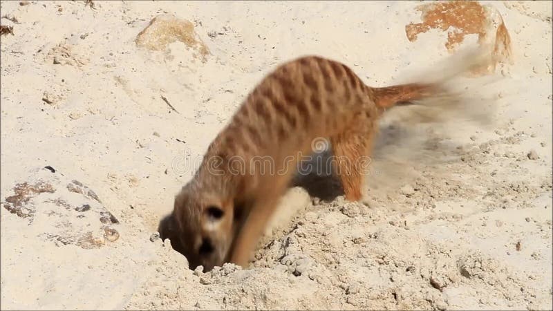 Meerkat digging for food stock footage. Video of nature - 62770798