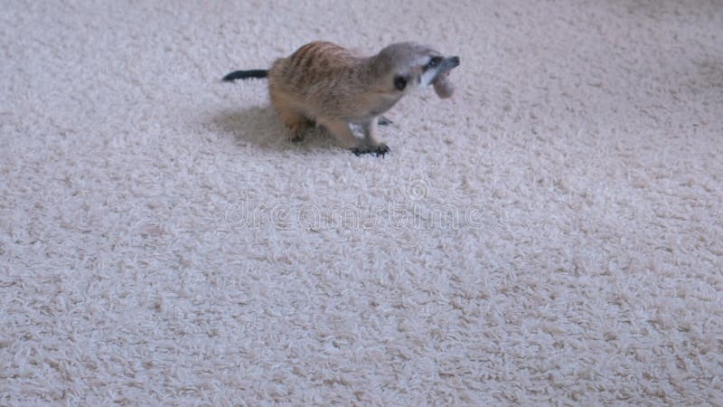 Meerkat Eats a Mouse on a White Carpet at Home. Stock Footage - Video ...