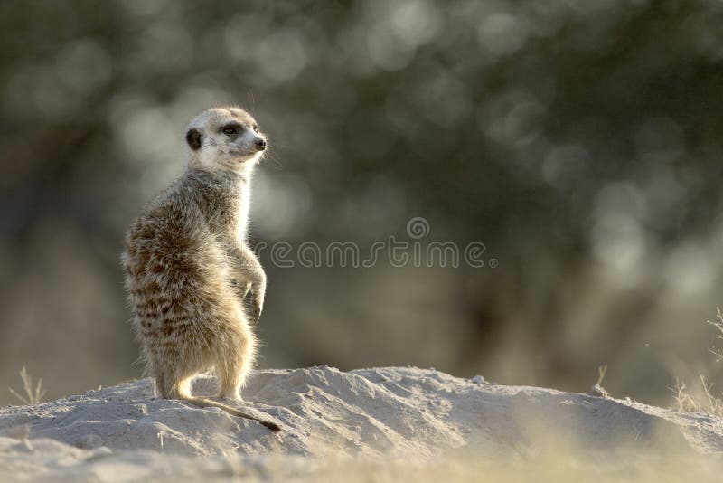 A Meerkat Enjoying the Morning Light Stock Photo - Image of southern ...