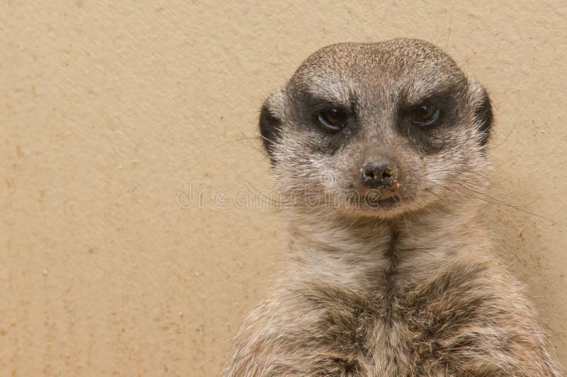 Meerkat enojado imagen de archivo. Imagen de animal, gemido - 903285