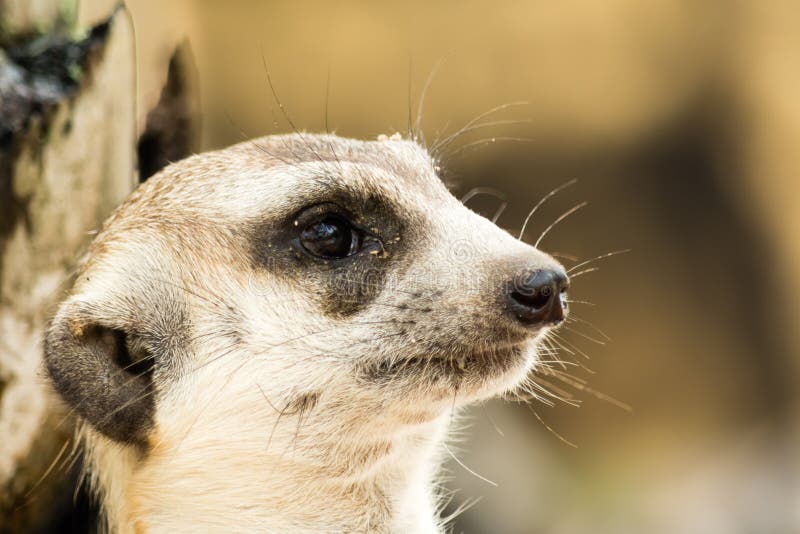 Meerkat face close up stock photo. Image of hairy, mamals - 74408792