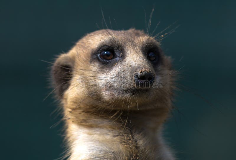 Meerkat face portrait stock photo. Image of upright - 259183690