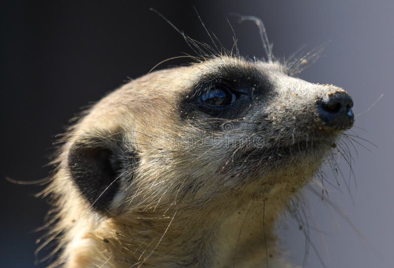 Meerkat face portrait stock photo. Image of baby, meerkat - 259183694
