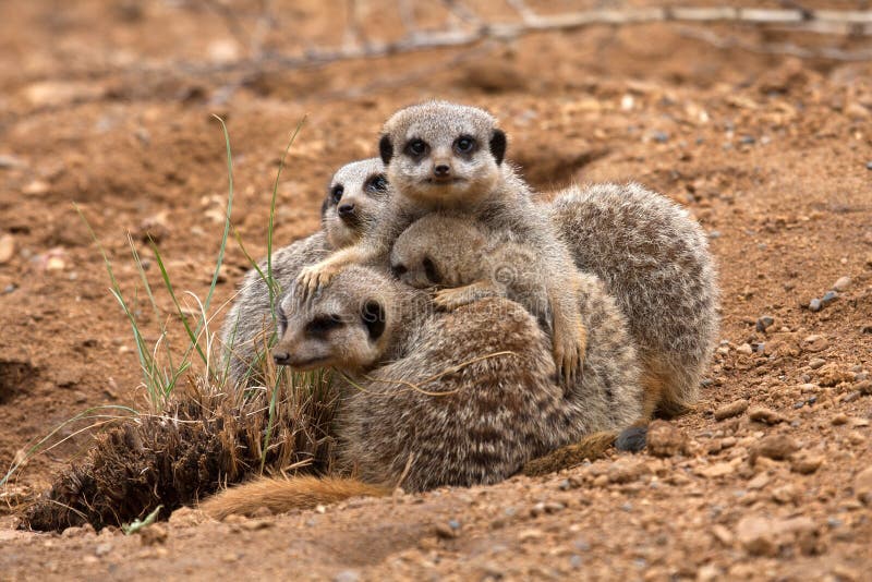 Foraging meerkat stock photo. Image of meerkat, south - 23409340