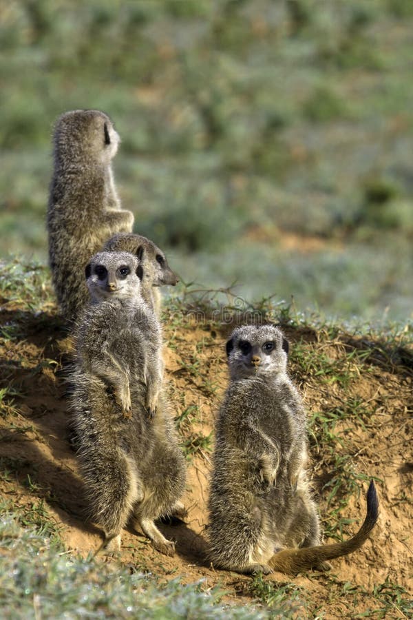 Meerkat Family stock image. Image of nature, park, cute - 908513