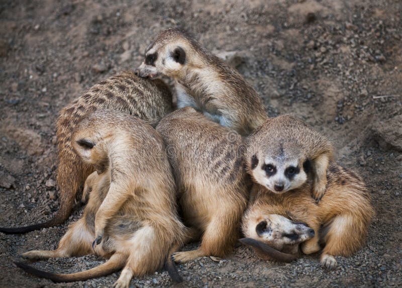 Meerkat Family stock image. Image of suricata, creature - 22778079