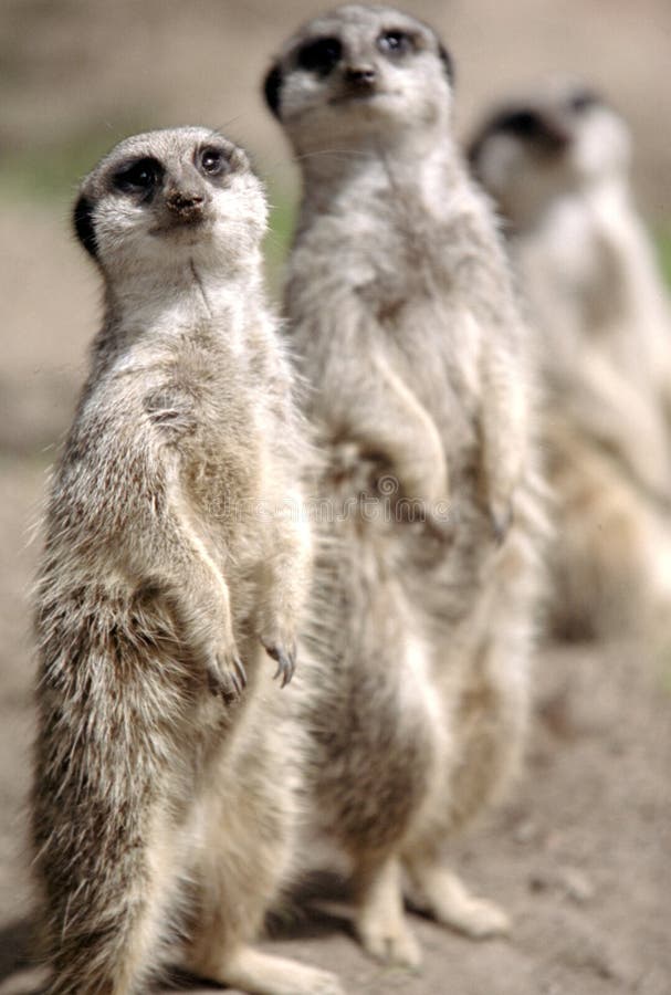 Meerkat family stock image. Image of group, meerkat, family - 3705149