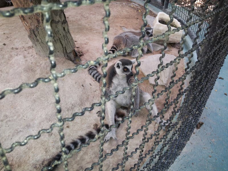 Bankok Zoo Stock Photos - Free & Royalty-Free Stock Photos from Dreamstime