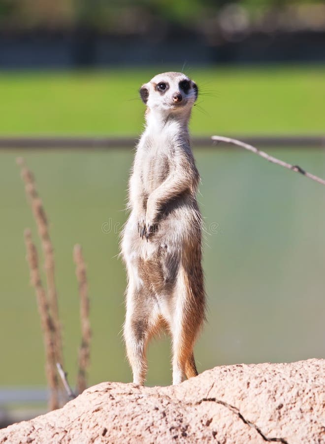 Meerkat Sitting in a Tree and Watching Out. Meerkat Keeps a Lookout for ...
