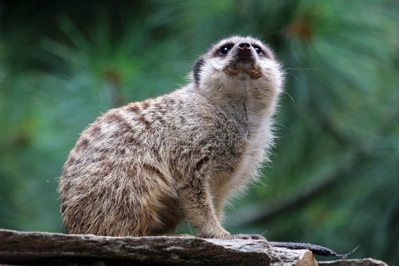 229 Meerkat Teeth Stock Photos - Free & Royalty-Free Stock Photos from ...