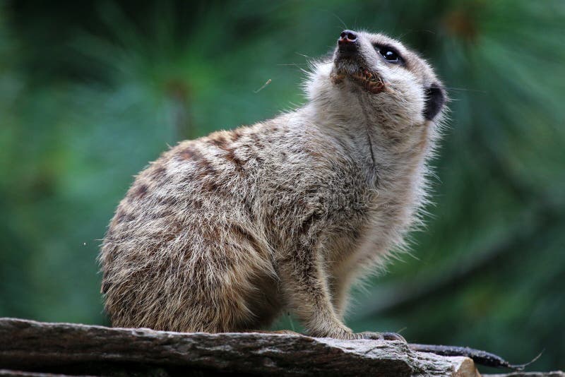 Meerkat stock image. Image of bever, shot, desert, nutria - 62890609