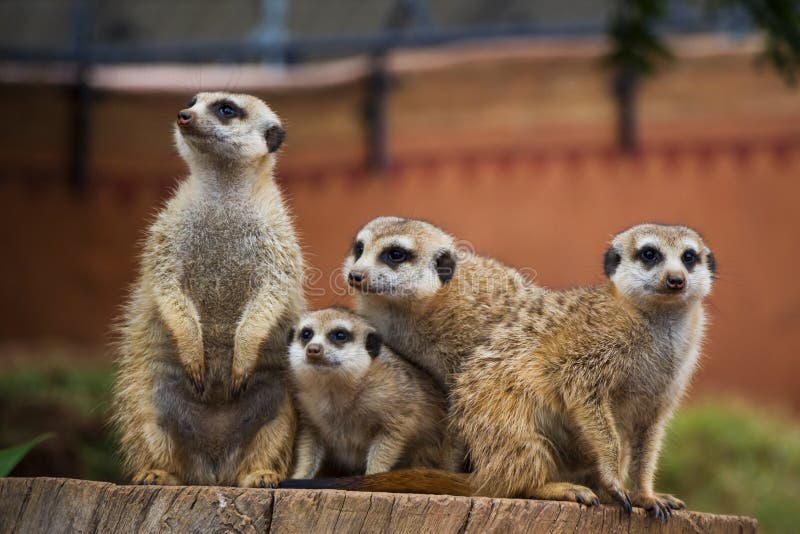 Meerkat Group Huddled Together 4 Stock Photo - Image of animal ...