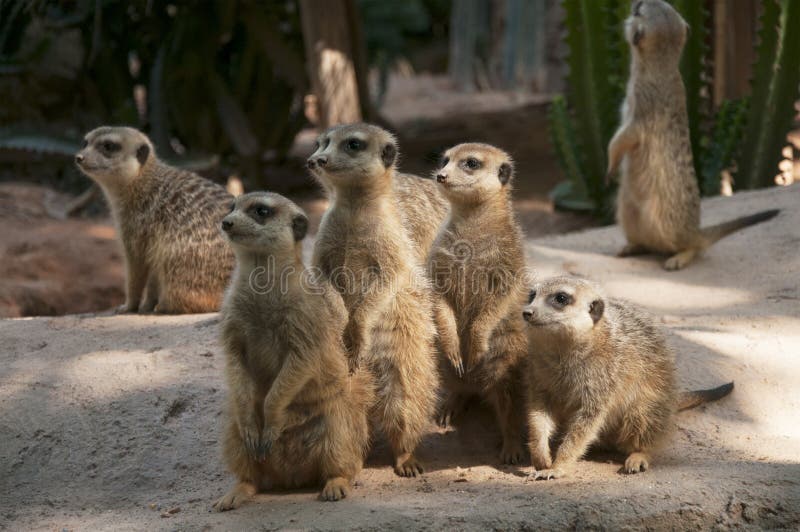 117 Foraging Meerkat Stock Photos - Free & Royalty-Free Stock Photos ...