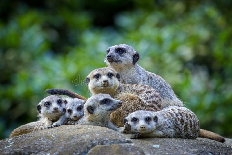 Meerkat Group in the Nature Stock Photo - Image of family, suricate ...